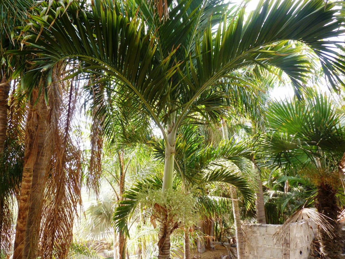 Producción de palmera | Garden Center Fuerteventura